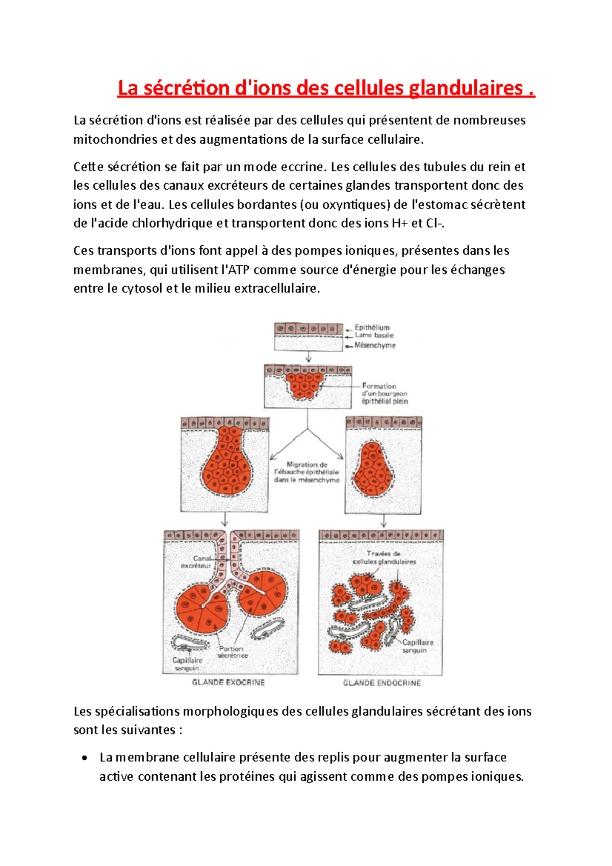 La sécrétion d ions des cellules glandulaires - La sécrétion d'ions est ...