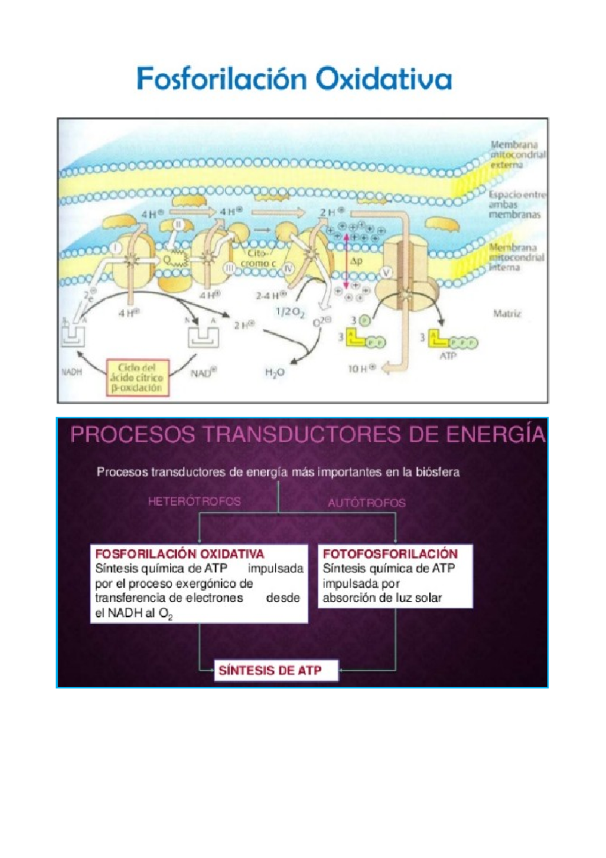 Fosforilación Oxidativa y Fotofosforilación - Bioquimica - Studocu