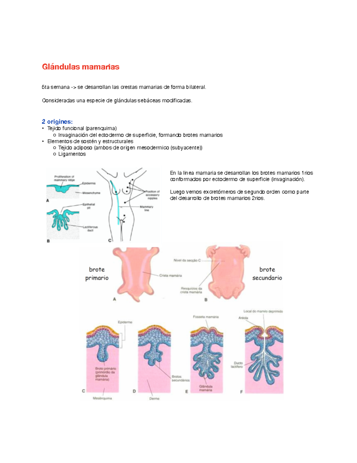 Glandulas mamarias 1 (09-04) - Glándulas mamarias 5ta semana -> se ...