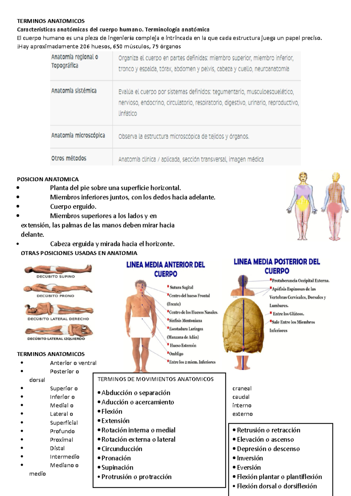 Terminos Anatomicos - Anatomía general - TERMINOS ANATOMICOS ...