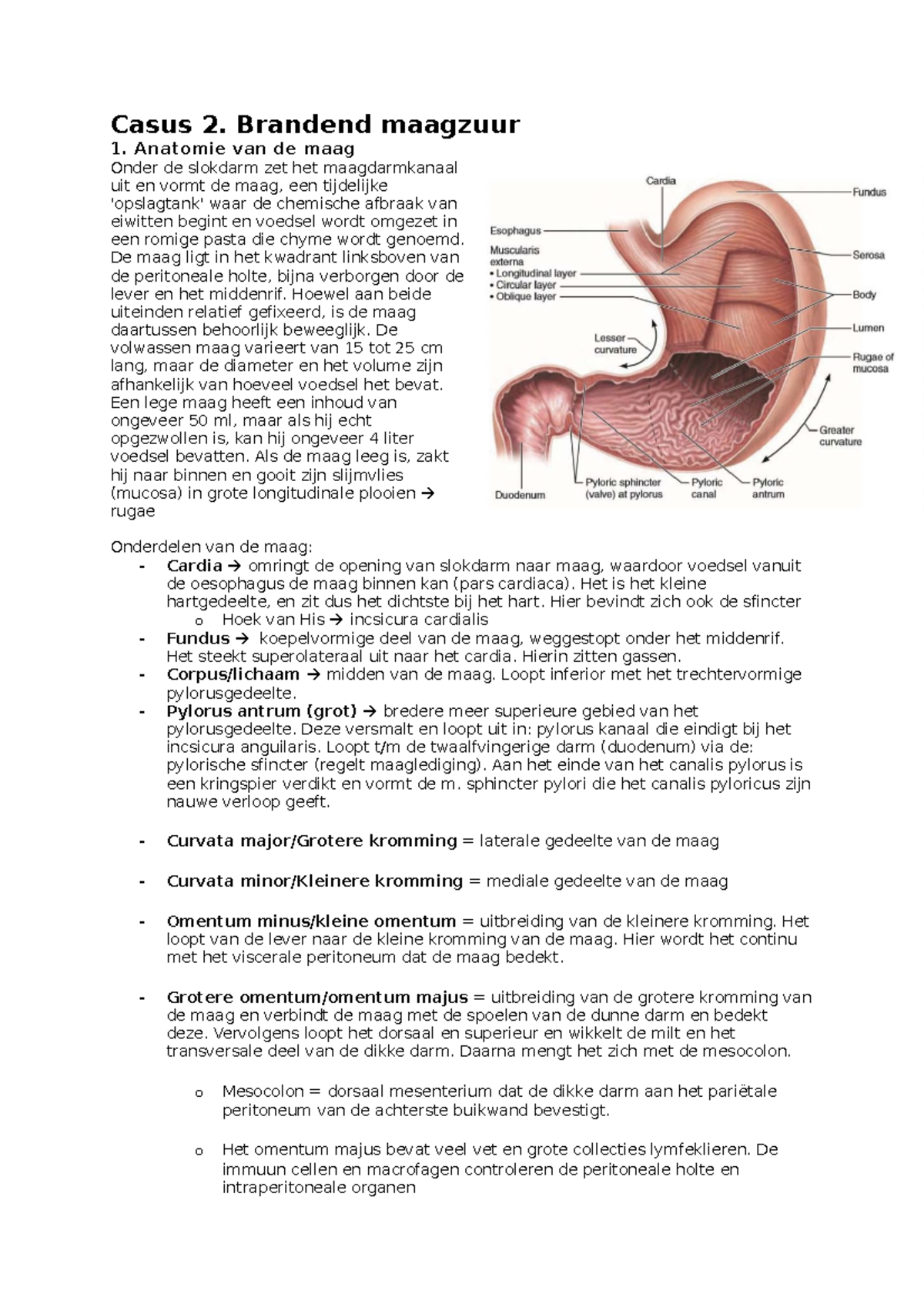 Casus 2. Brandend maagzuur - Casus 2. Brandend maagzuur 1. Anatomie van ...