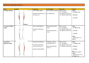 Romp anatomie - Romp (truncus) Bestaat uit: Borst (thorax) Buik ...