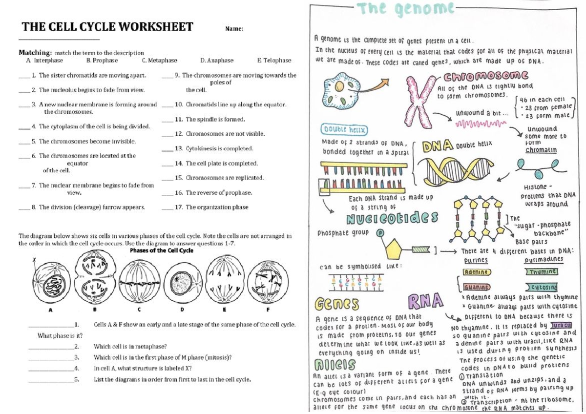 Cell cycle - sample - Science 10 - Studocu