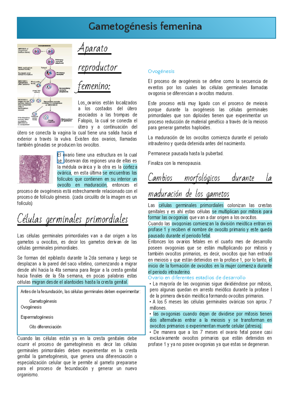 14. Gametogénesis femenina - Aparato reproductor femenino: Los ovarios ...