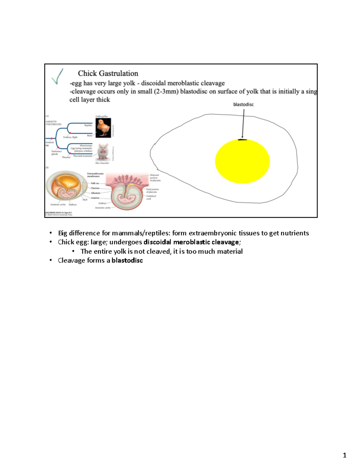 Dev Bio Section 7 Lecture Notes 7 Warning Tt Undefined Function 32 Big Difference For