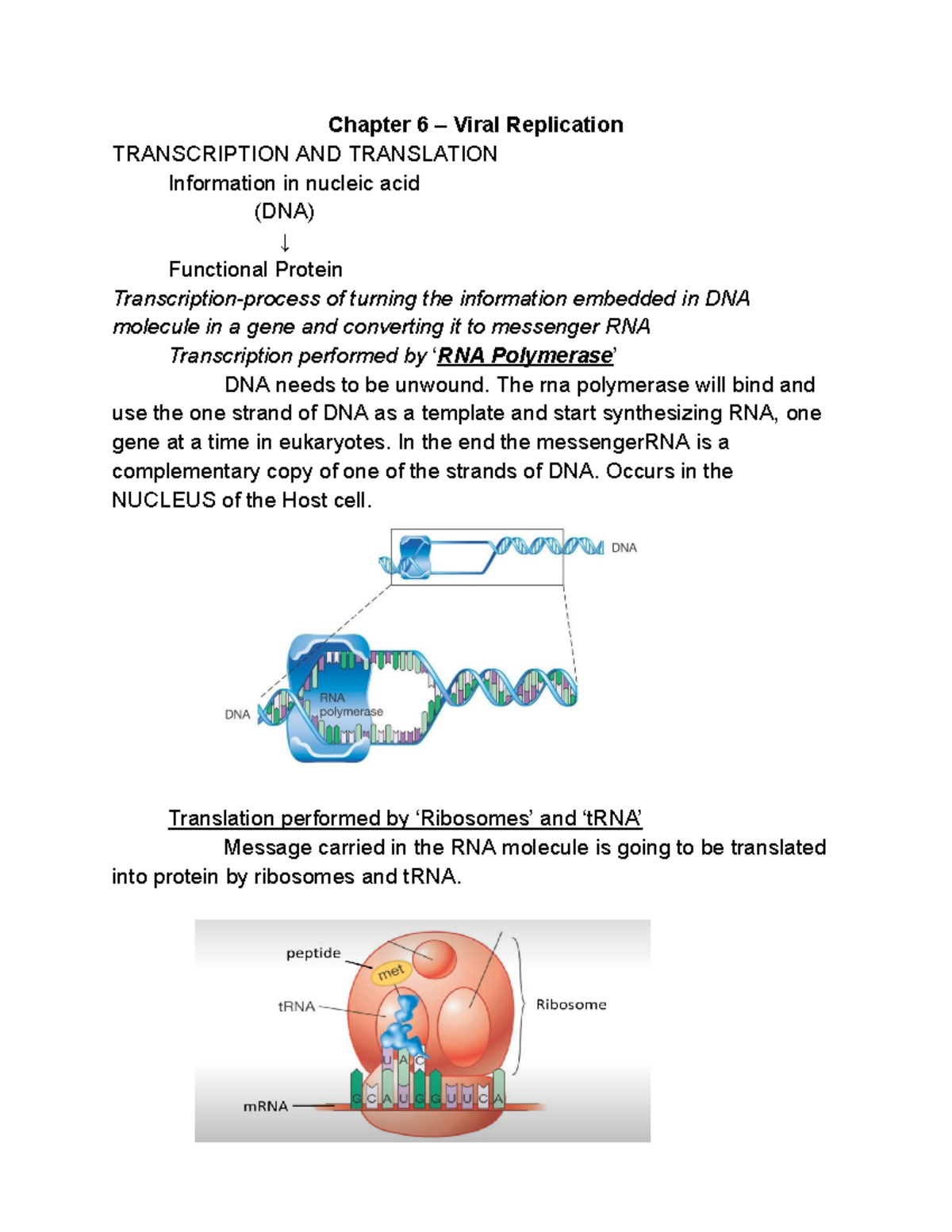 Chapter 6 – Viral Replication - Chapter 6 – Viral Replication ...