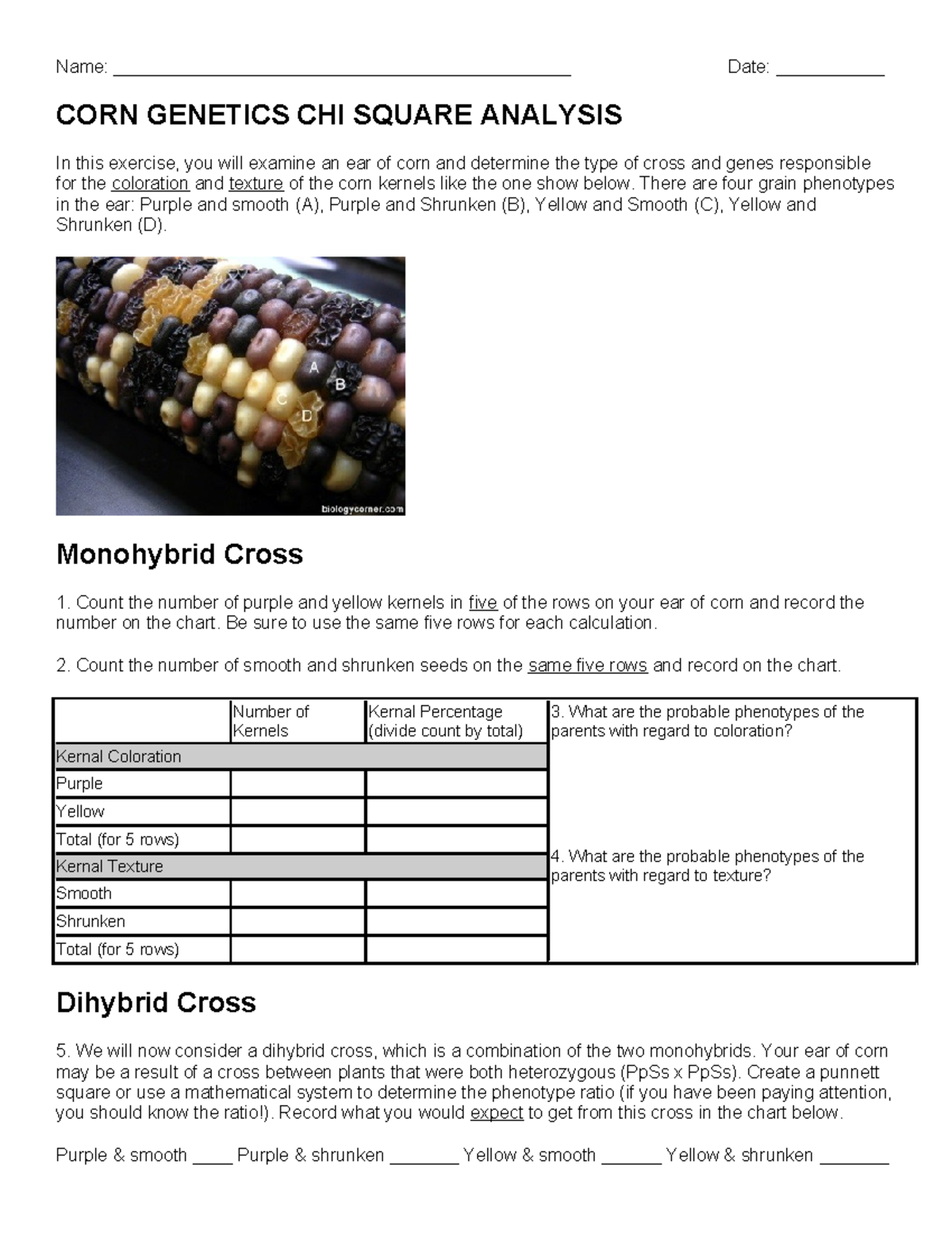 Corn Chi Square Experiment - Name ...