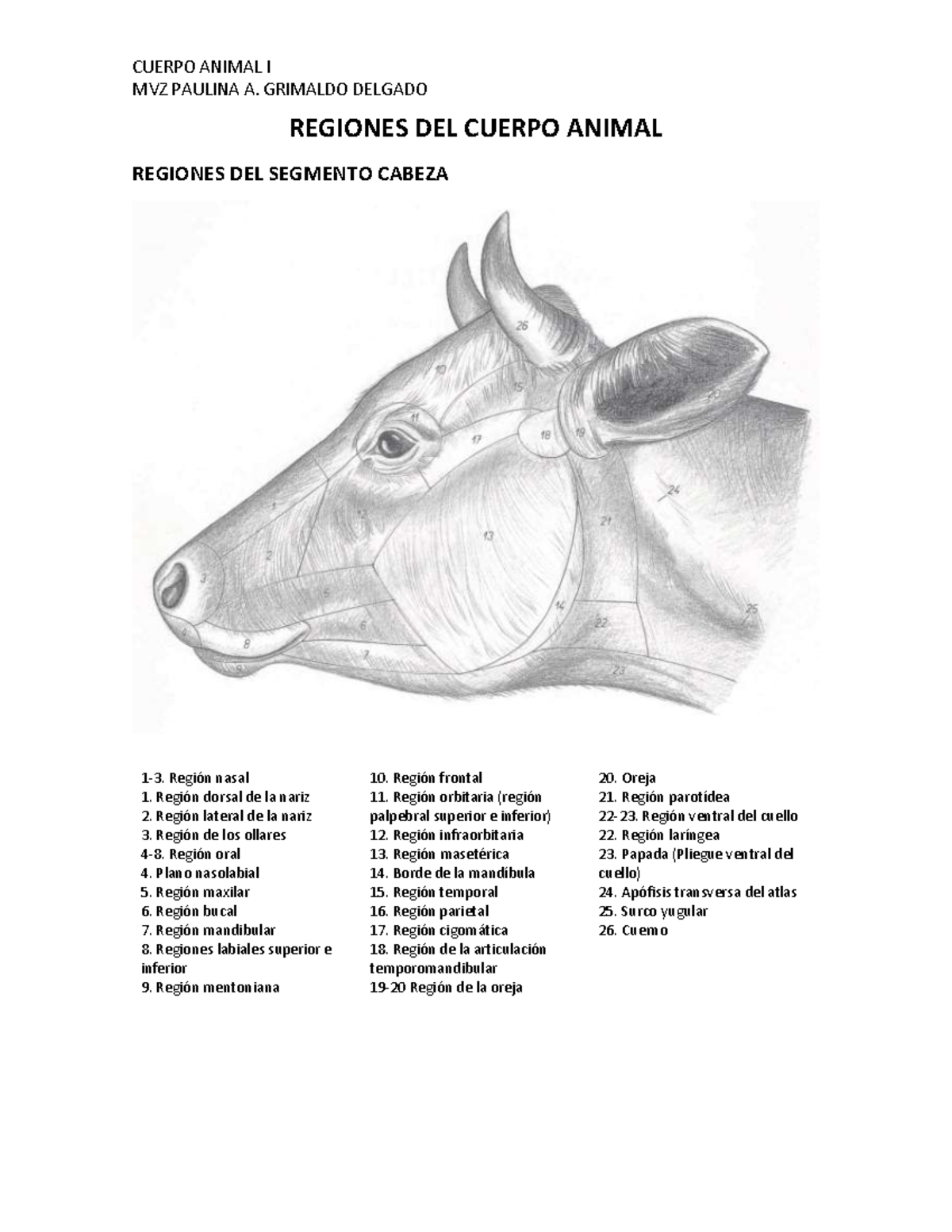 Regiones DEL Cuerpo Animal - MVZ PAULINA A. GRIMALDO DELGADO REGIONES ...