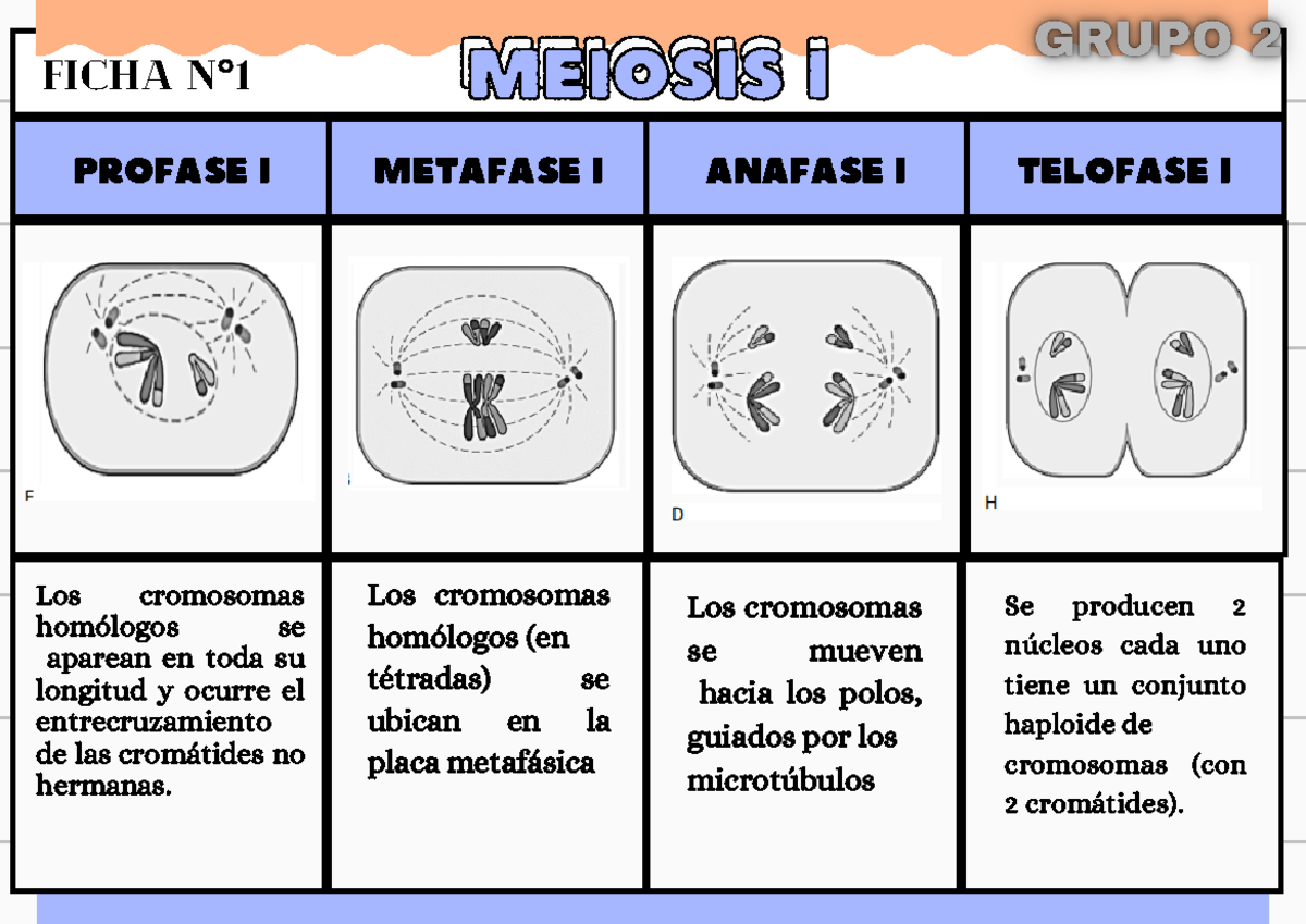 Meiosis - anashe - PROFASE I METAFASE I ANAFASE I TELOFASE I meIOSIS ...
