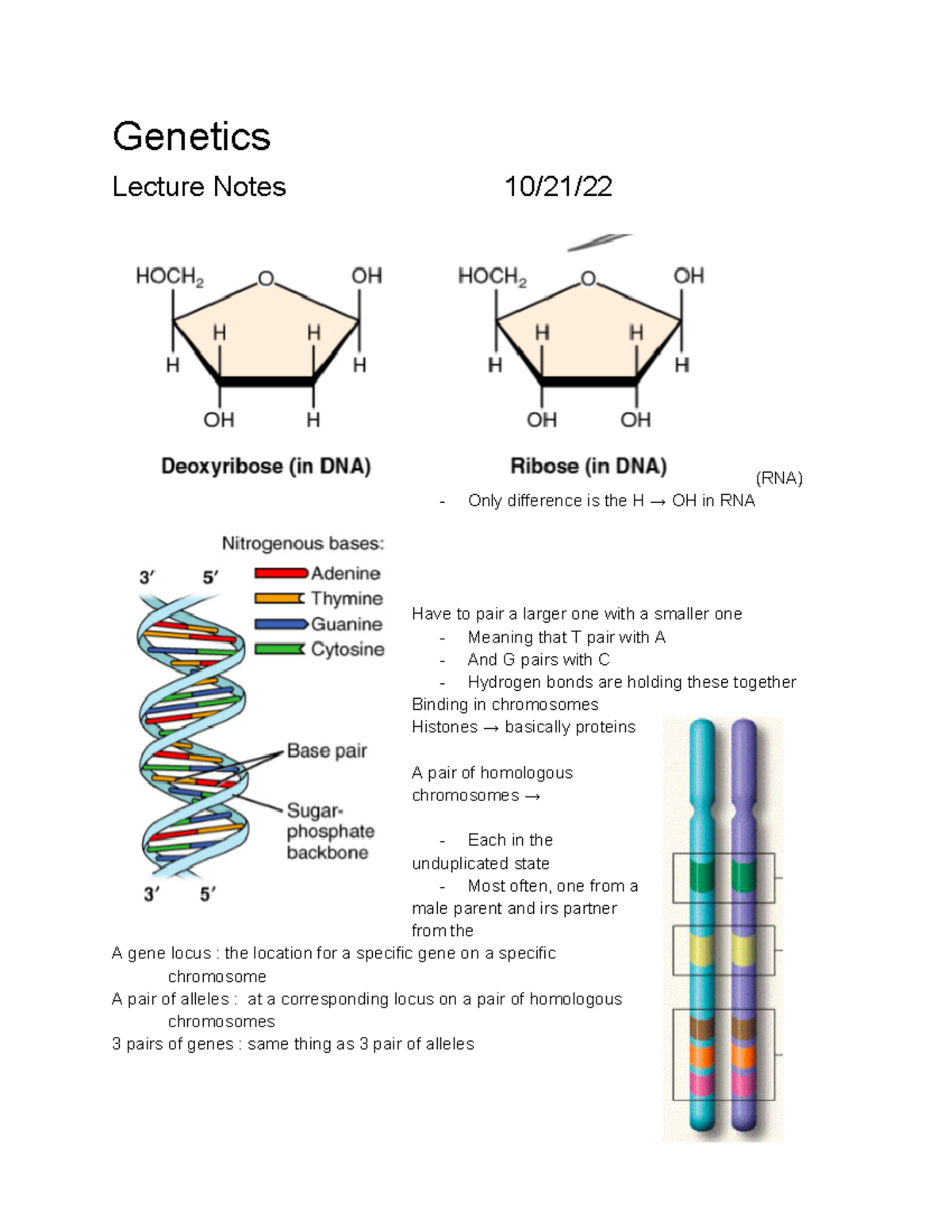 Genetics - Genetics Lecture Notes 10/21/ (RNA) Only difference is the H ...
