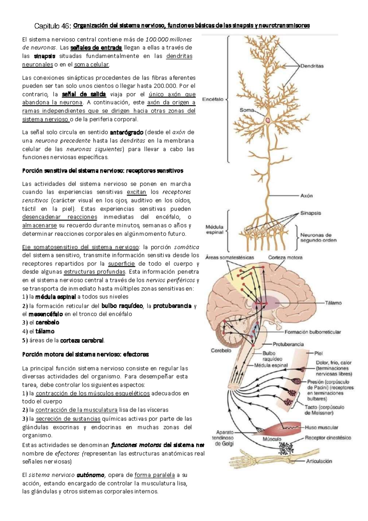 Capitulo 46 guyton- Organizacion de SN, funciones básicas de la sinapsis y neurotransmisores ...