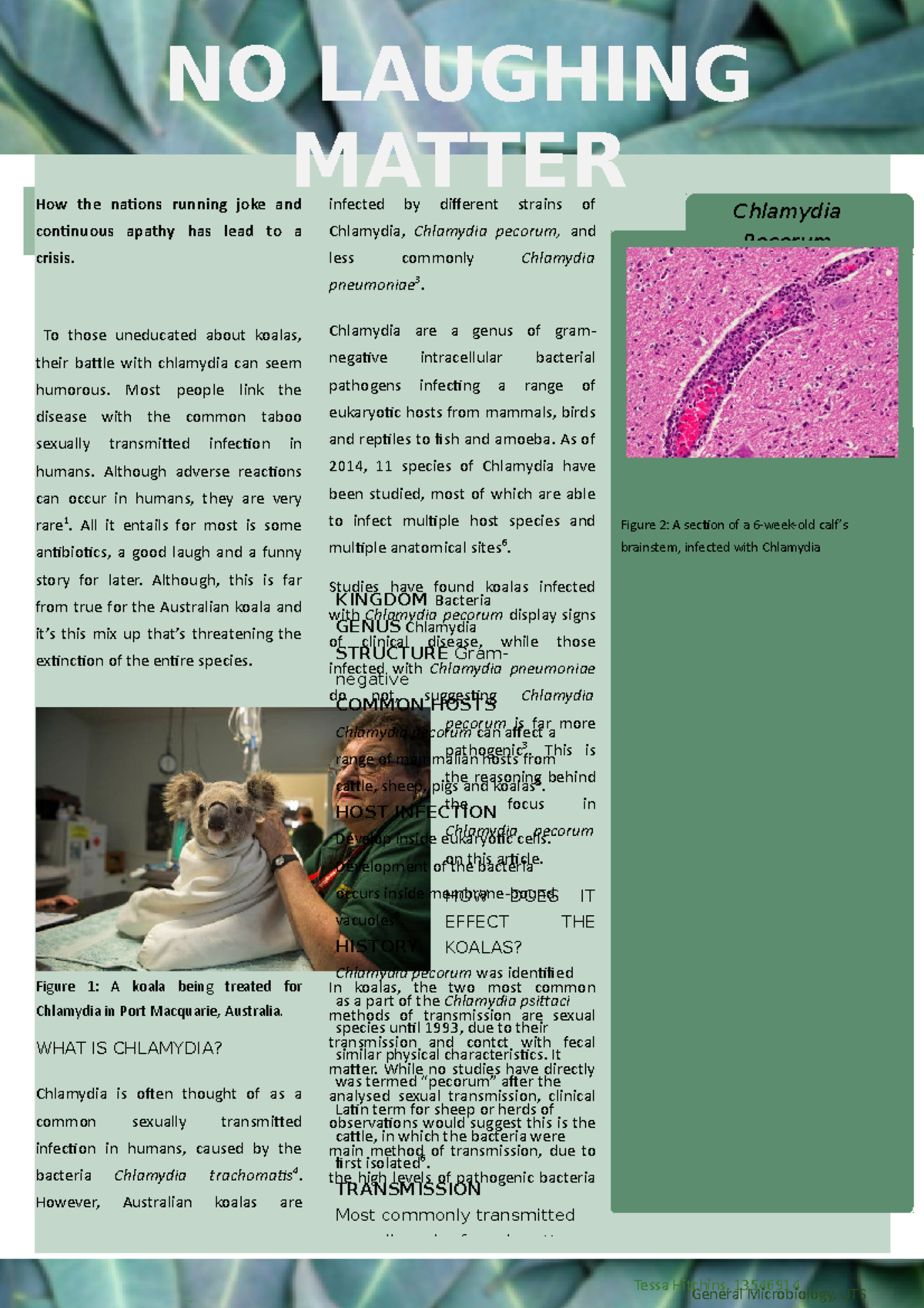 Magazine Task - Koalas and chlamydia - How the nations running joke and ...