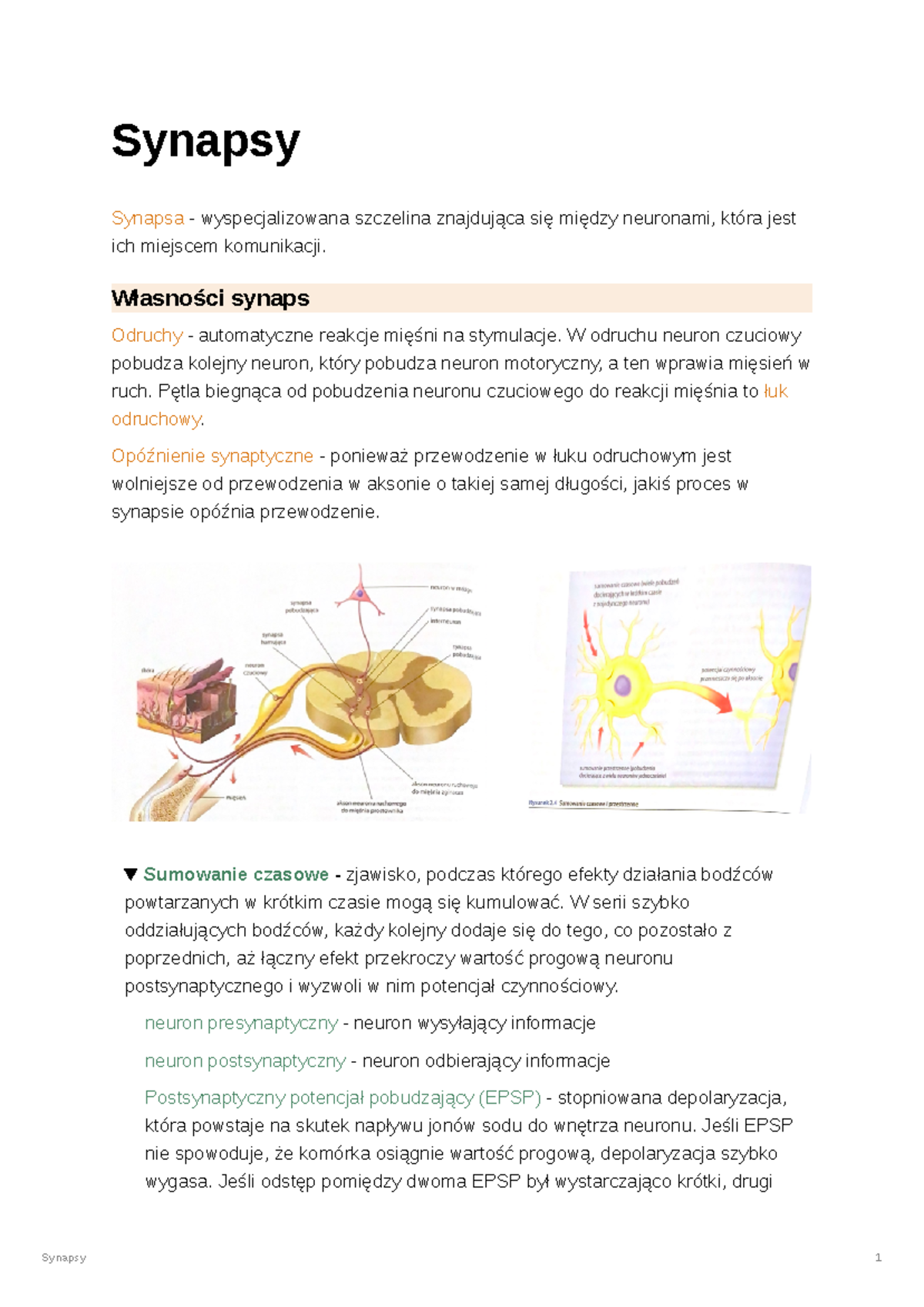 Synapsy biologiczne podstawy zachowania człowieka - Synapsy Synapsa - wyspecjalizowana szczelina ...