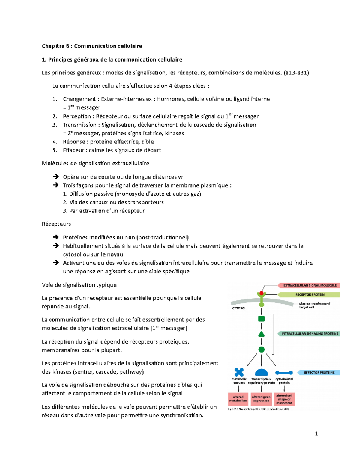 Chapitre 6 - signalisation cellulaire - Chapitre 6 : Communication ...