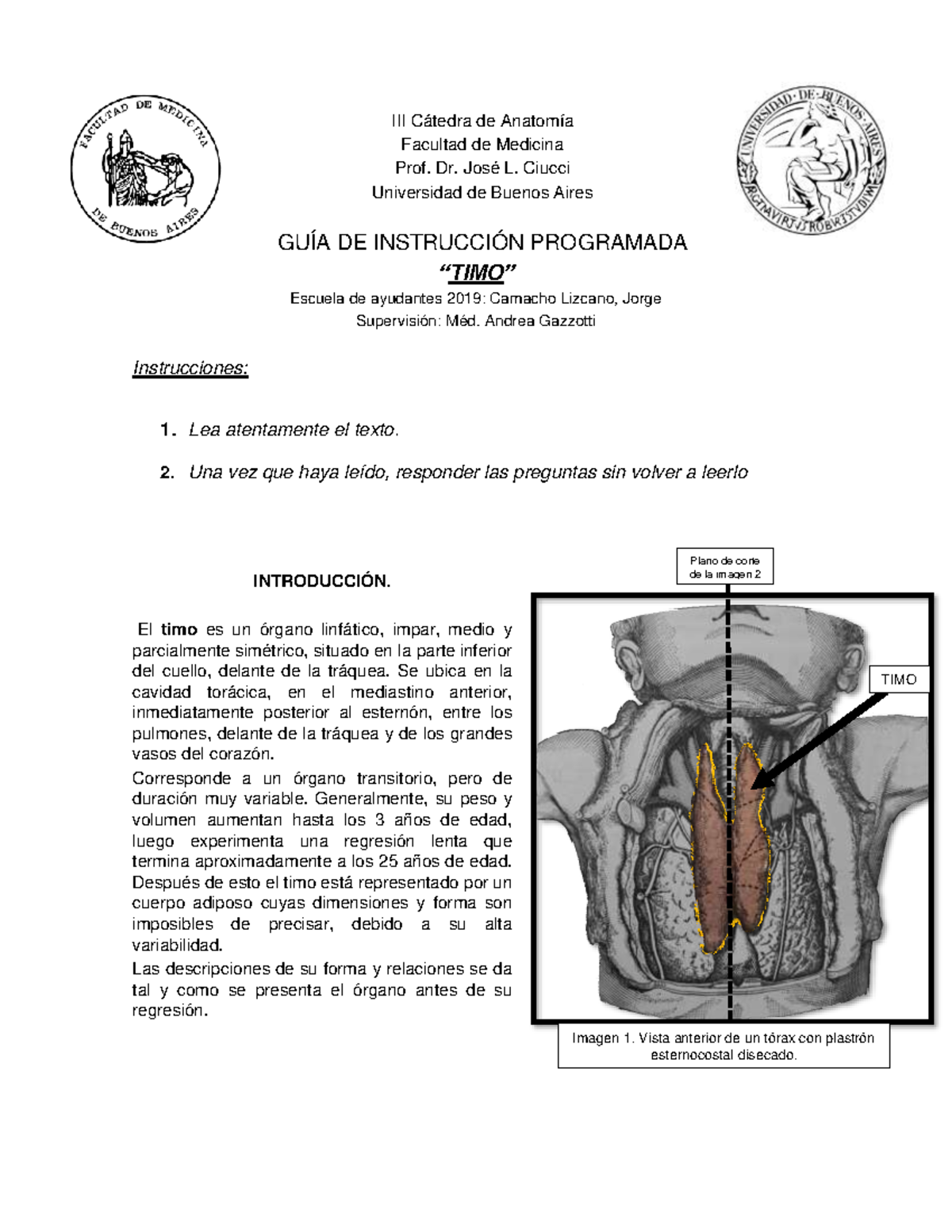TIMO - catedra 3 - III Cátedra de Anatomía Facultad de Medicina Prof. Dr. José L. Ciucci ...