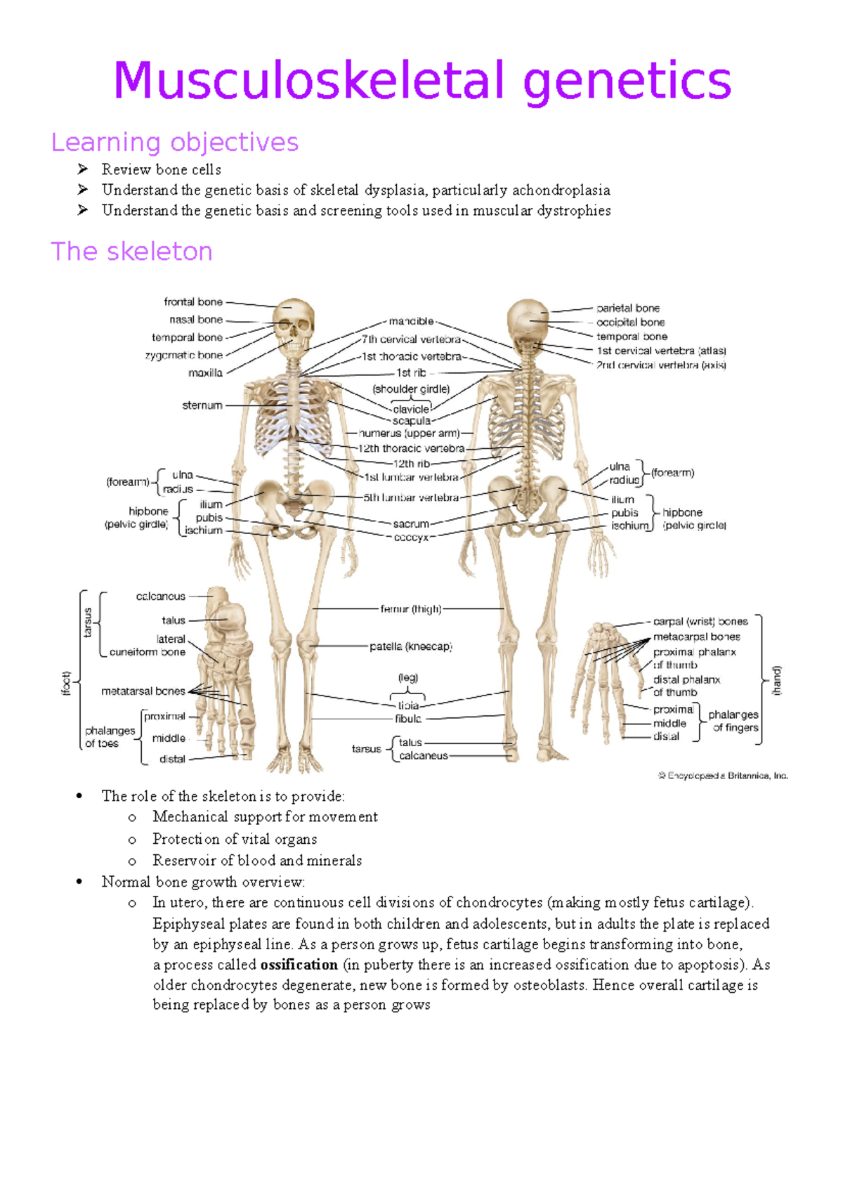 Musculoskeletal genetics - Musculoskeletal genetics Learning objectives ...