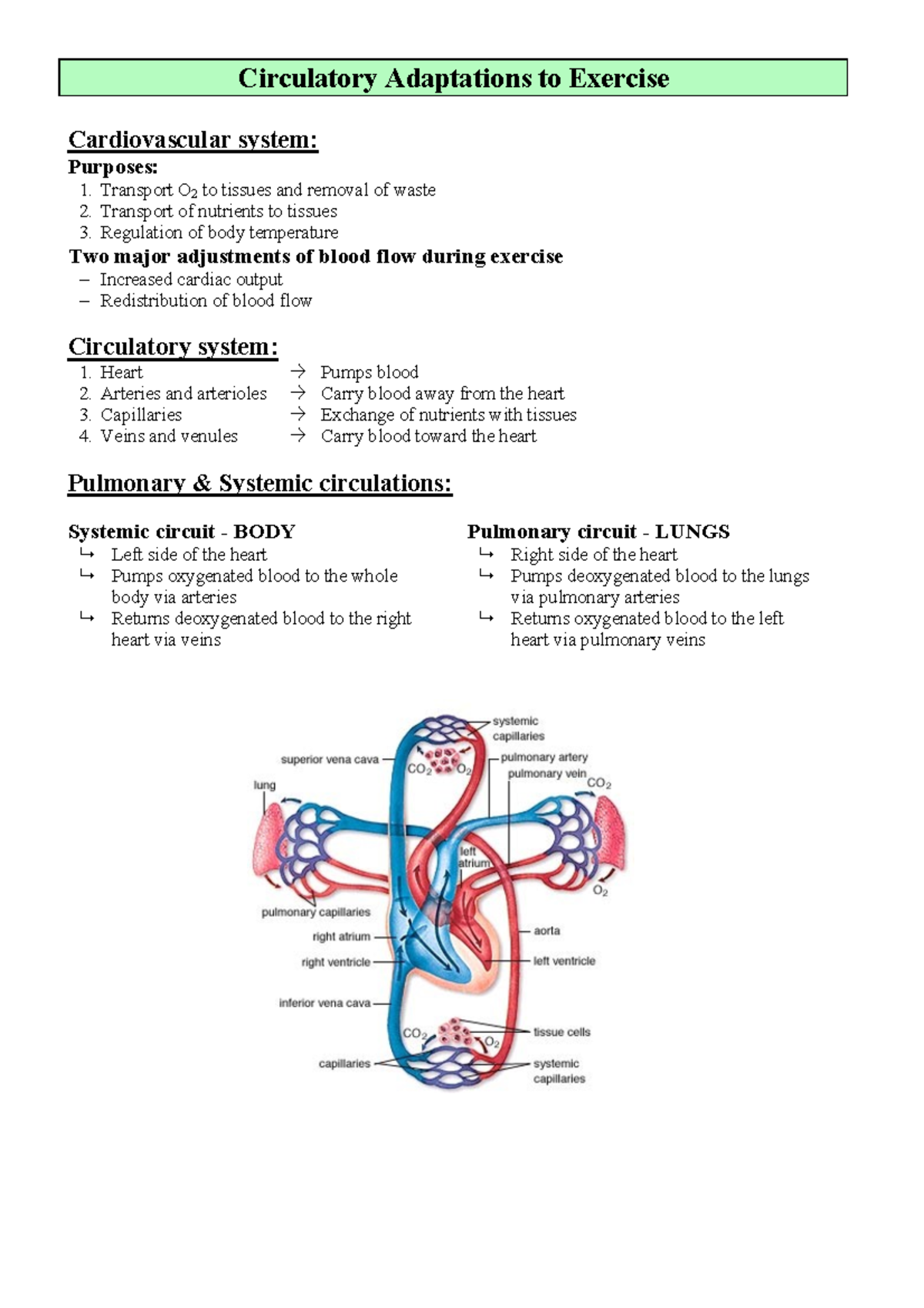 SW 232 - Circulatory Adaptations to Exercise - CHPT 9 Notes ...