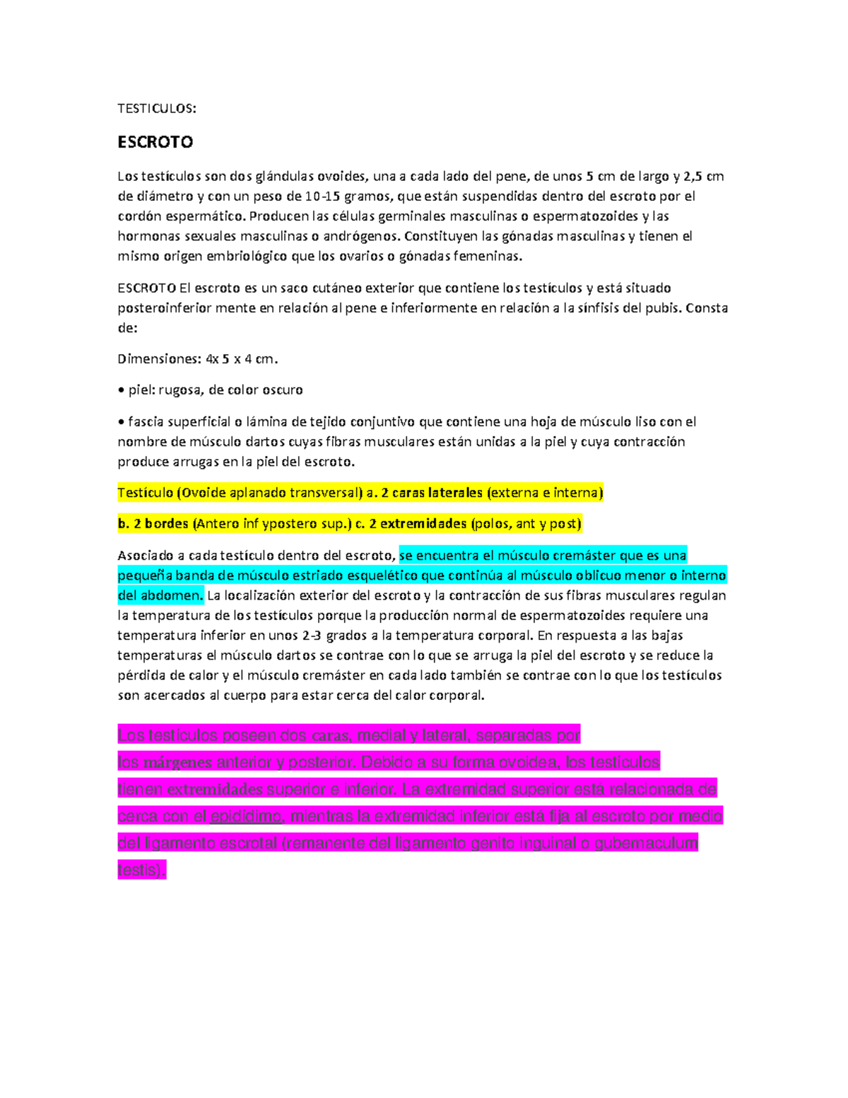 Guia terminada testiculos 20 - TESTICULOS: ESCROTO Los testículos son ...