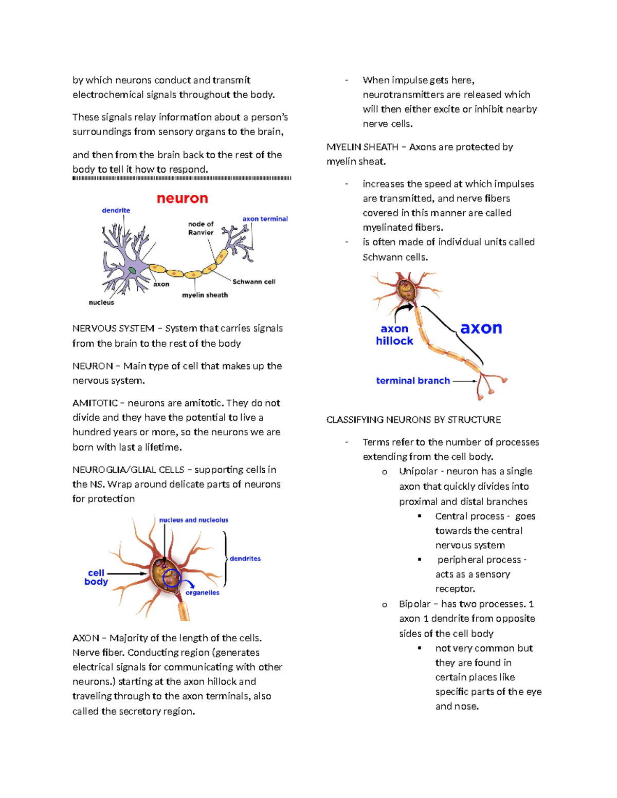 Neurons - by which neurons conduct and transmit electrochemical signals ...