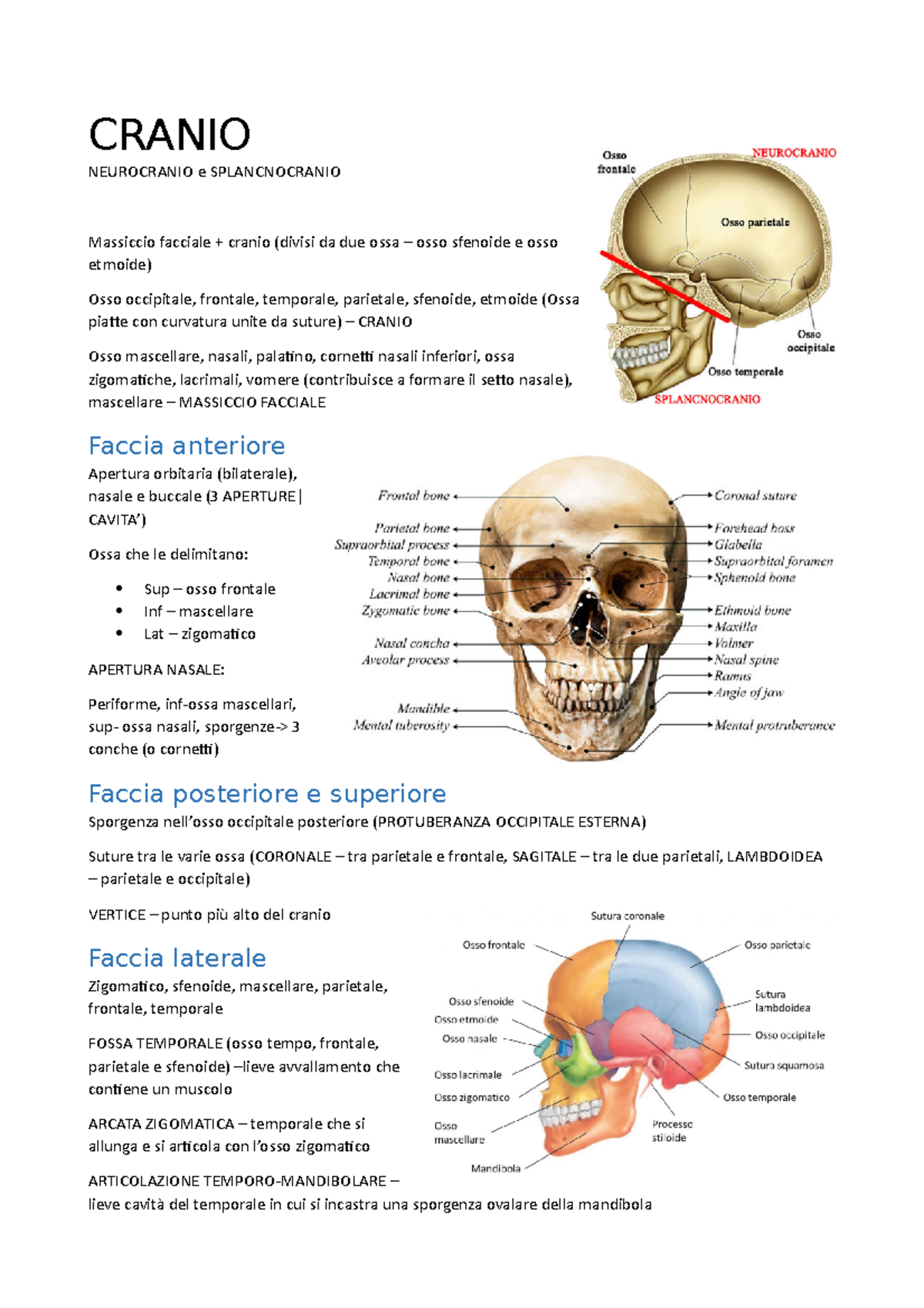 Appunti - Cranio - Anatomia e istologia umana - A.A. 2016/2017 - CRANIO ...