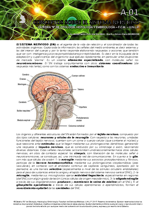 2020. Capítulo 4. Desarrollo del Mesodermo Axial y Paraxial - CAPÕTULO ...