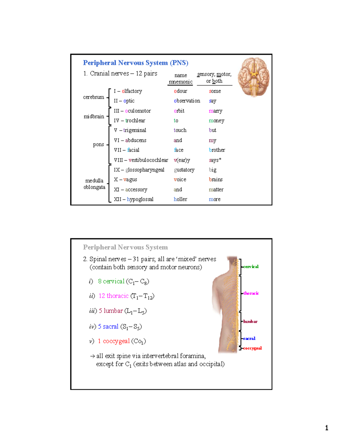 Anatomy notes week 12 [2 slides per page] - Peripheral Nervous System ...
