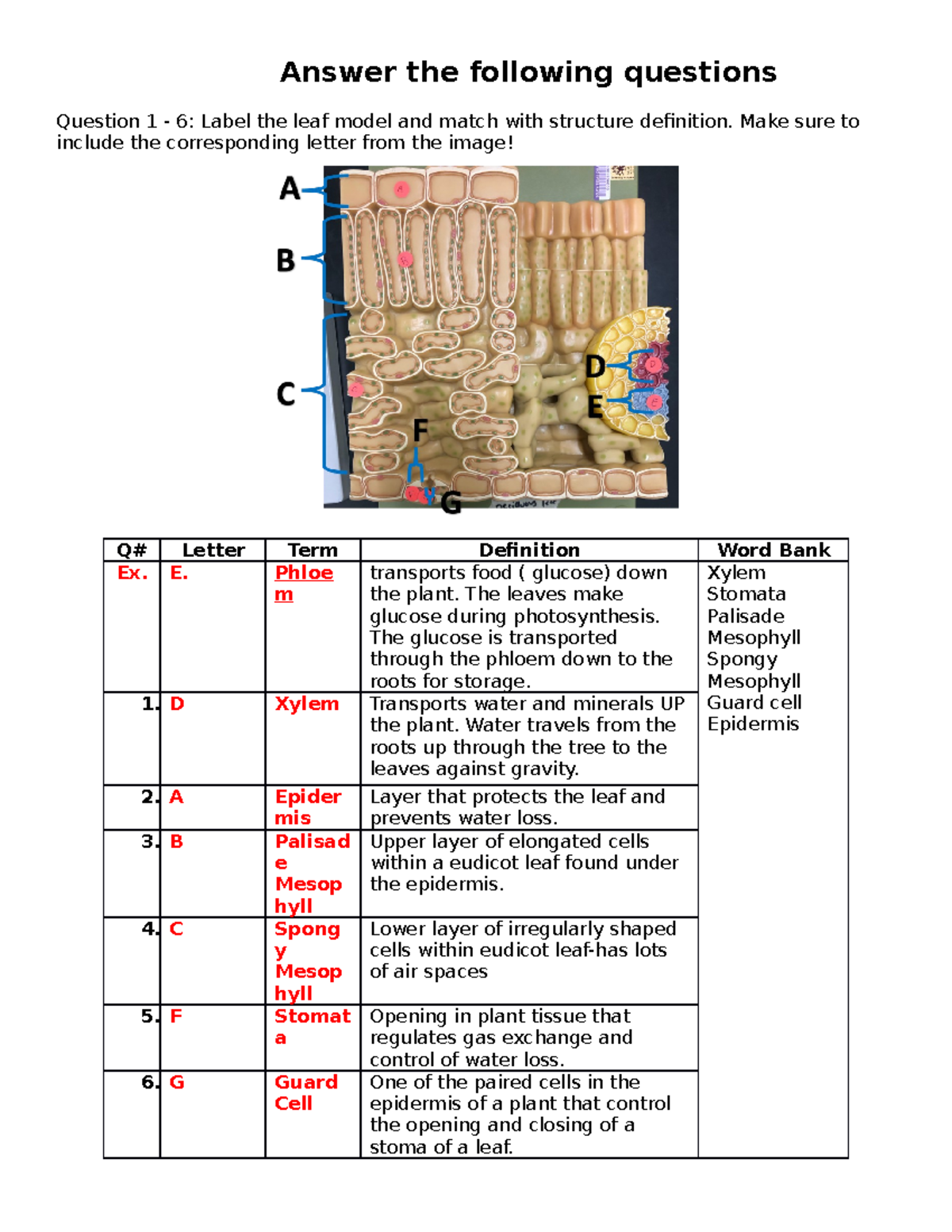 Exercise 32 Plant Anatomy Vegetative Structures of Vascular Plants ...