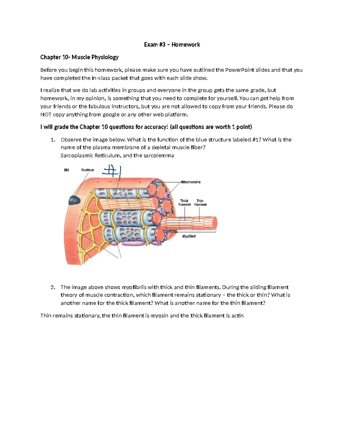 Exam+3+homework copy - Homework - Exam #3 – Homework Chapter 10- Muscle ...