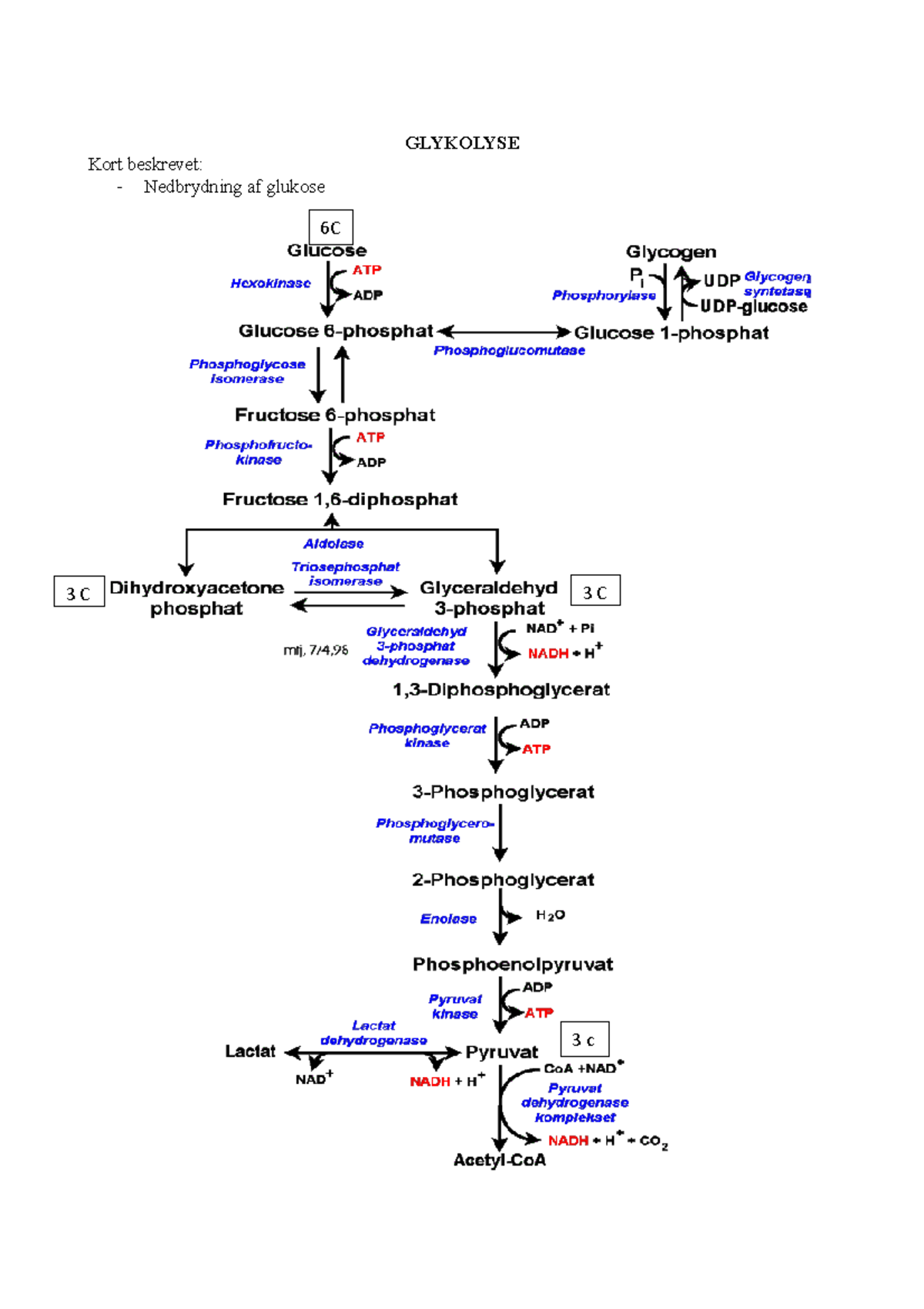 Glykose - GLYKOLYSE Kort beskrevet: - Nedbrydning af glukose 6C 3 c 3 C ...