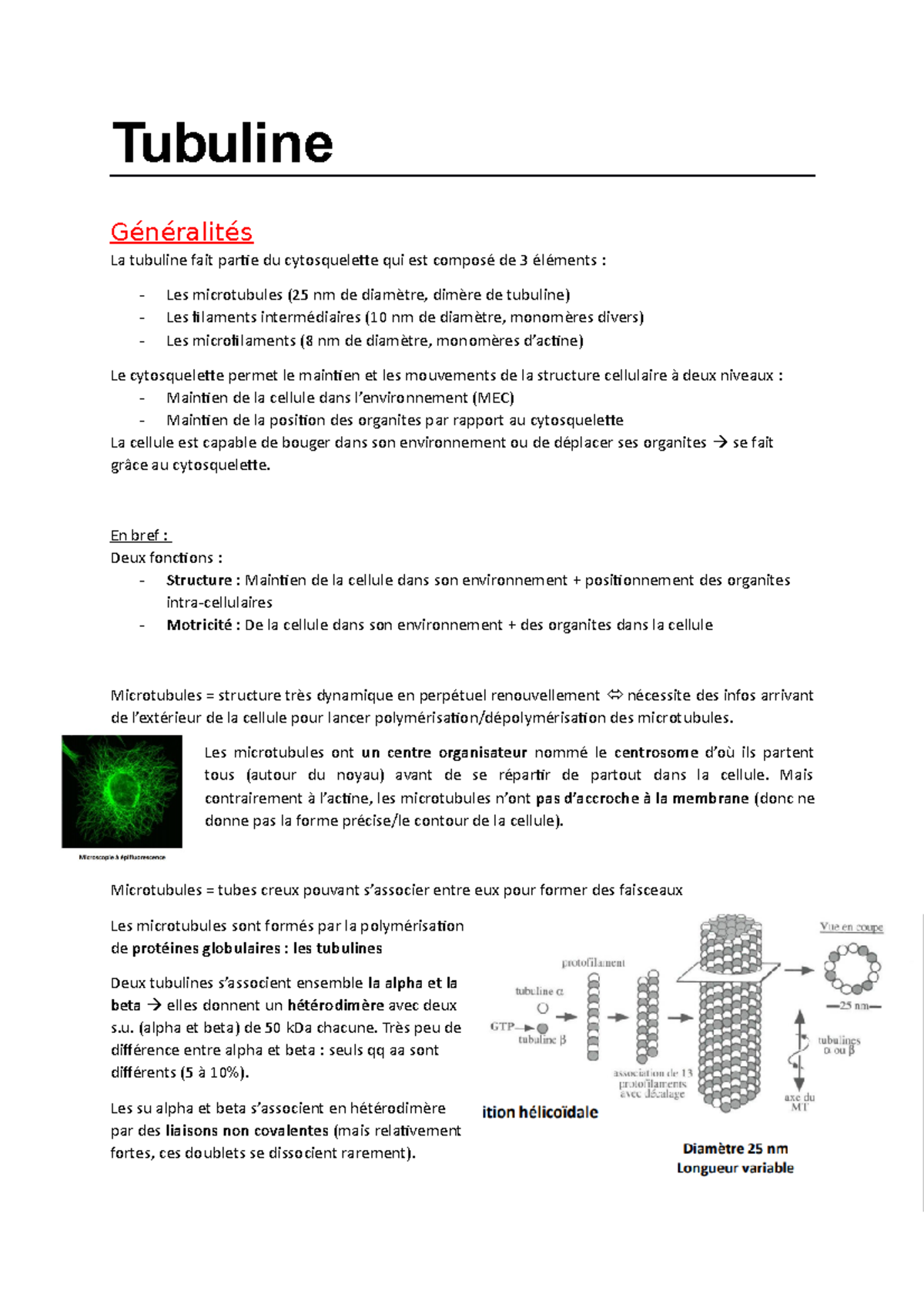Tubuline - Tubuline Généralités La tubuline fait parie du cytosquelete ...