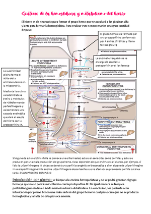 Examenes DE Morfo 2 - 2023 - Morfofisiología II - Studocu