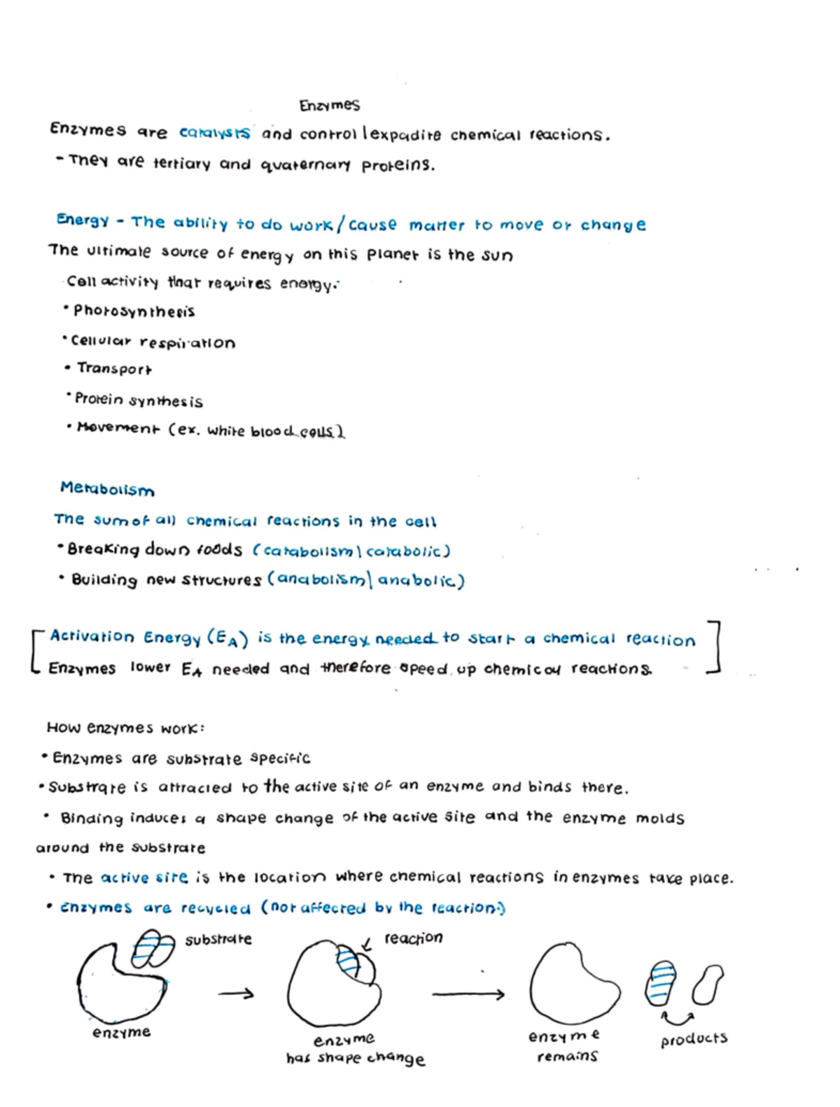 Enzymes - basics - Enzymes Enzymes are caralysis and control lexpadire chemical reactions. they ...