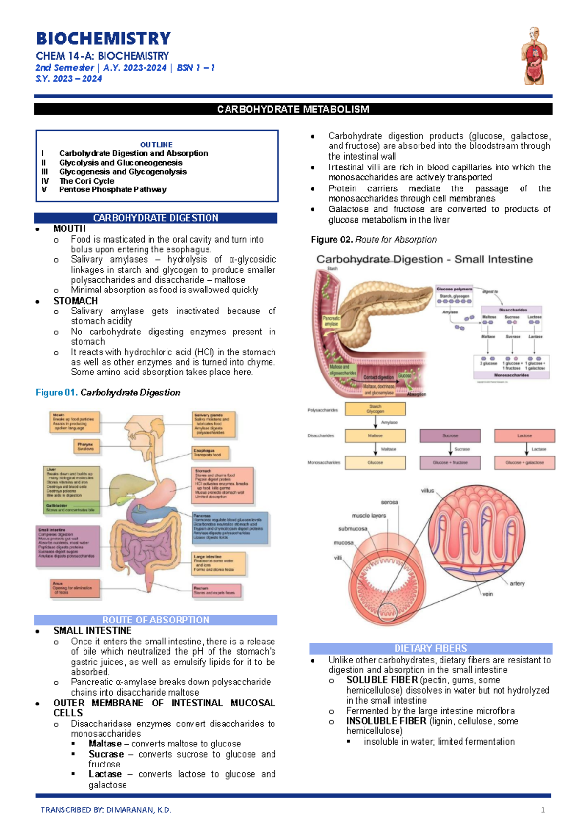 Biochem LAB Carbohydrate Metabolism - BIOCHEMISTRY CHEM 14-A ...