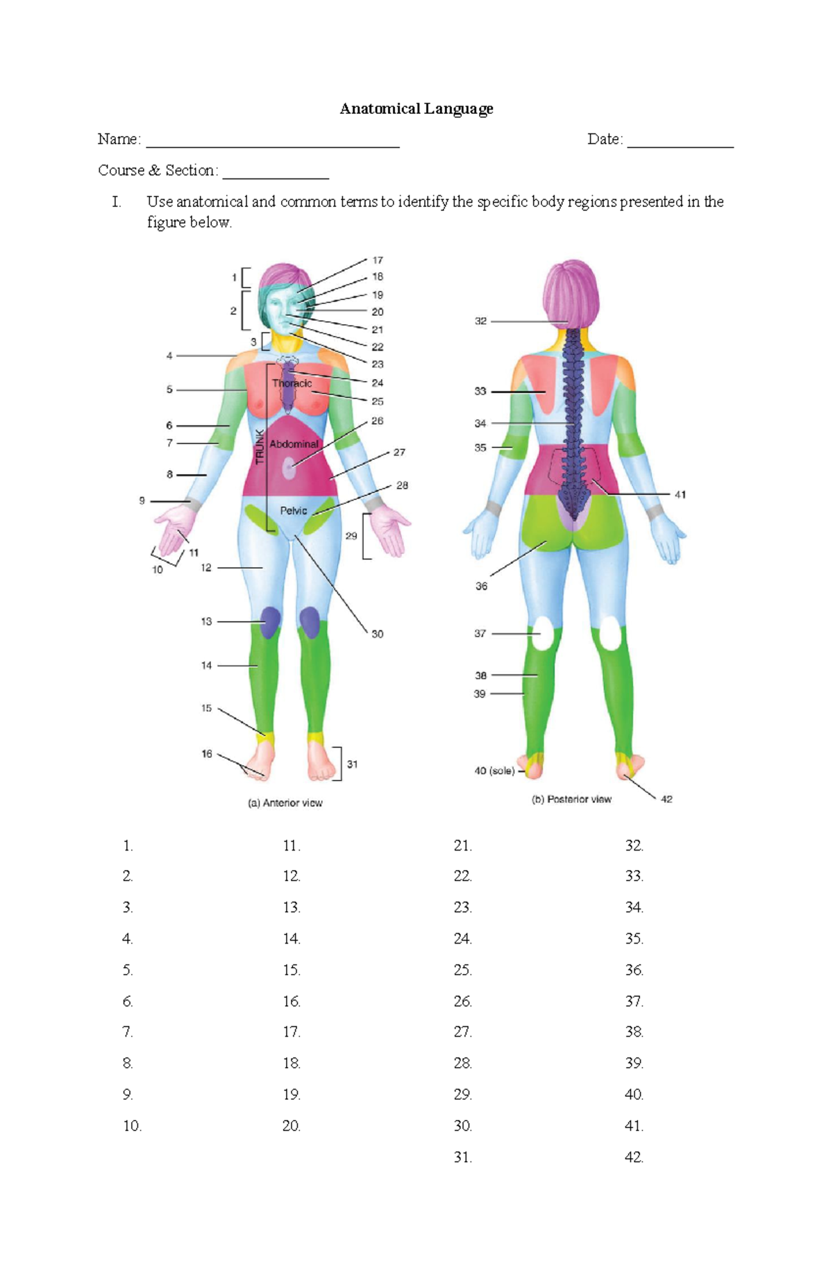 Anatomical Language Activity Sheets Theoritical Foundations In