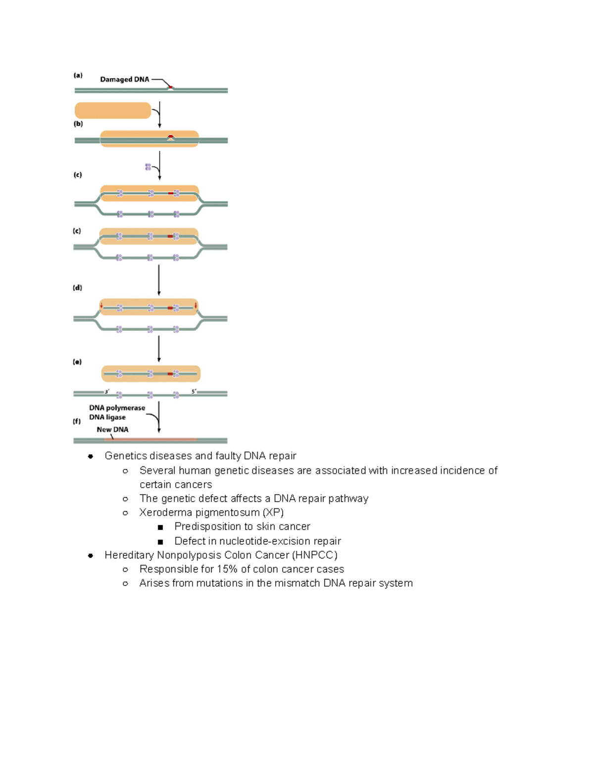 Genetics Chapter 18 Notes Part 17 - PCB 3063 - Genetics diseases and ...
