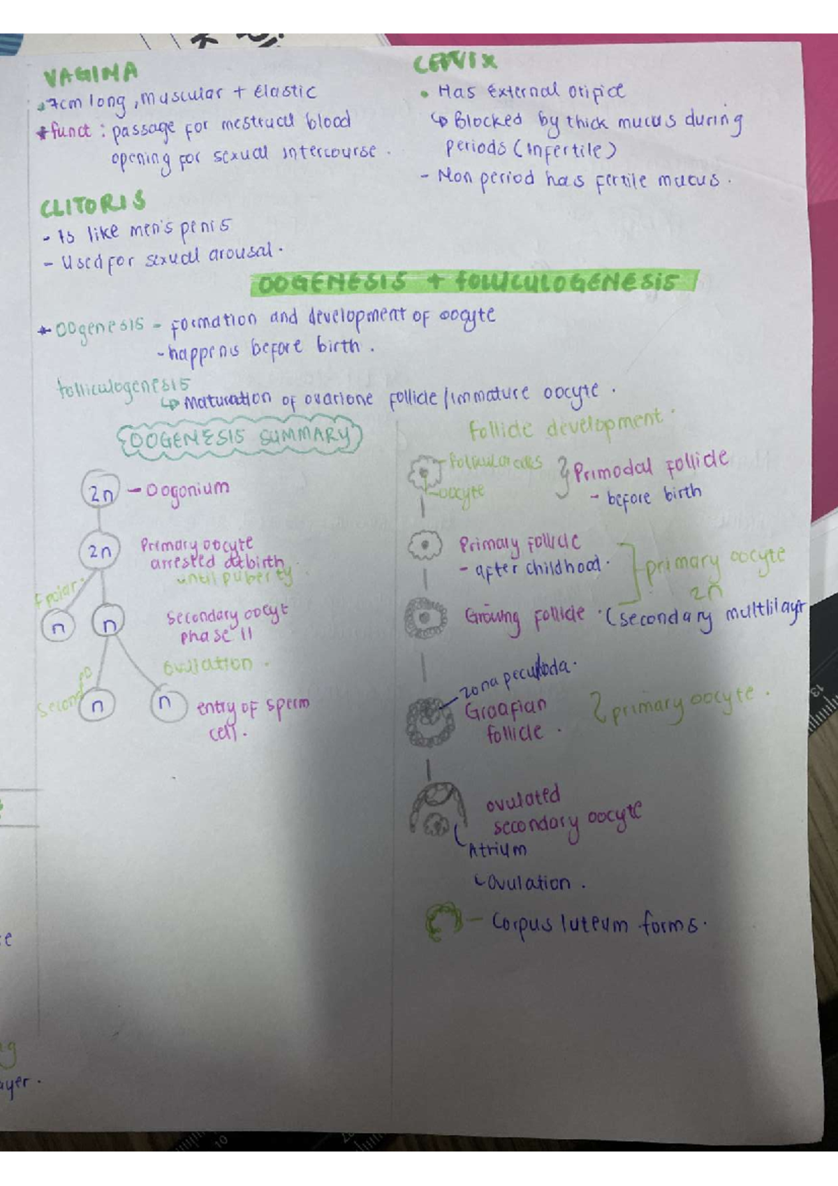 female anatomy reproductive part - VAGINA CENVIX 27cm long muscular ...