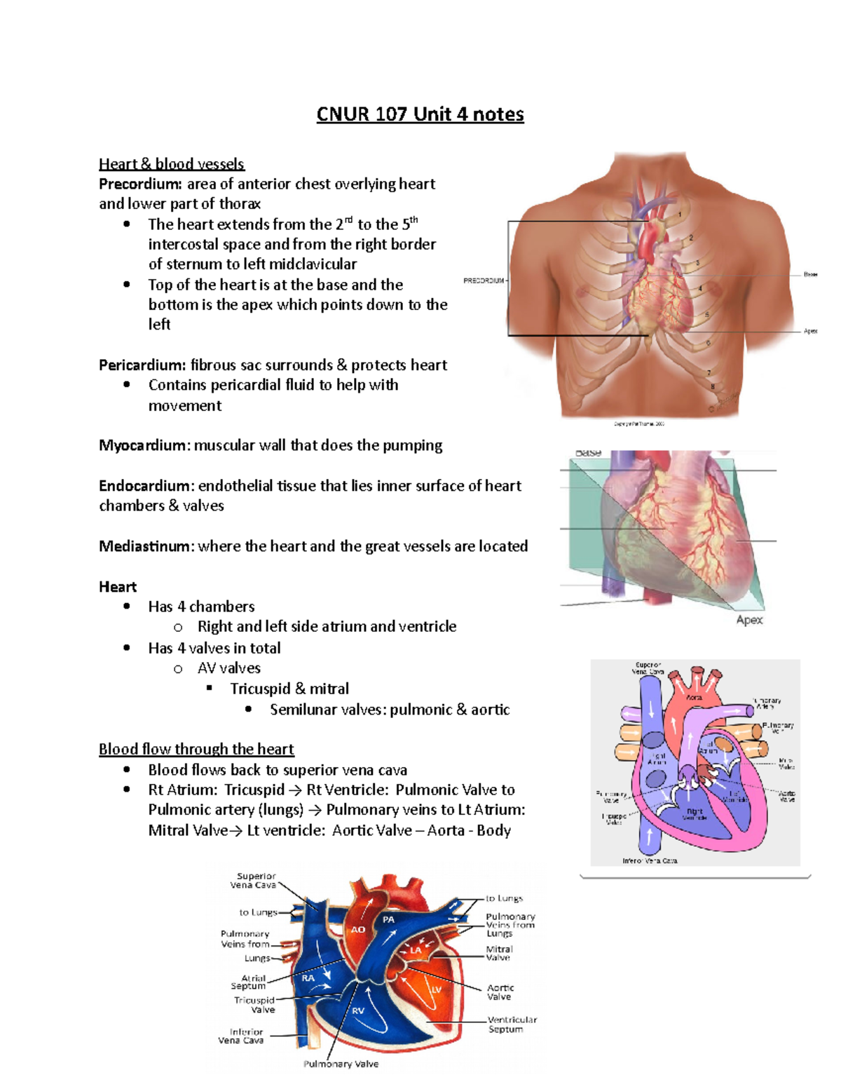 CNUR 107 unit 4 notes - CNUR 107 Unit 4 notes Heart & blood vessels ...
