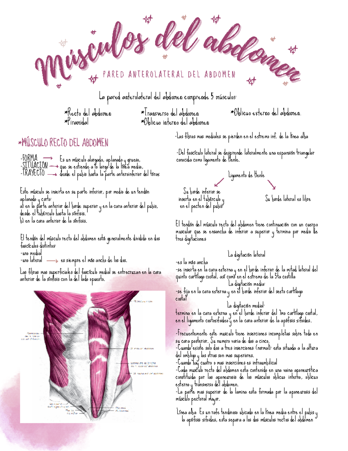 Musculos del abdomen - espero que les sirva - M ú s c u lo s del ab d o m e n M ú s c u lo s del ...