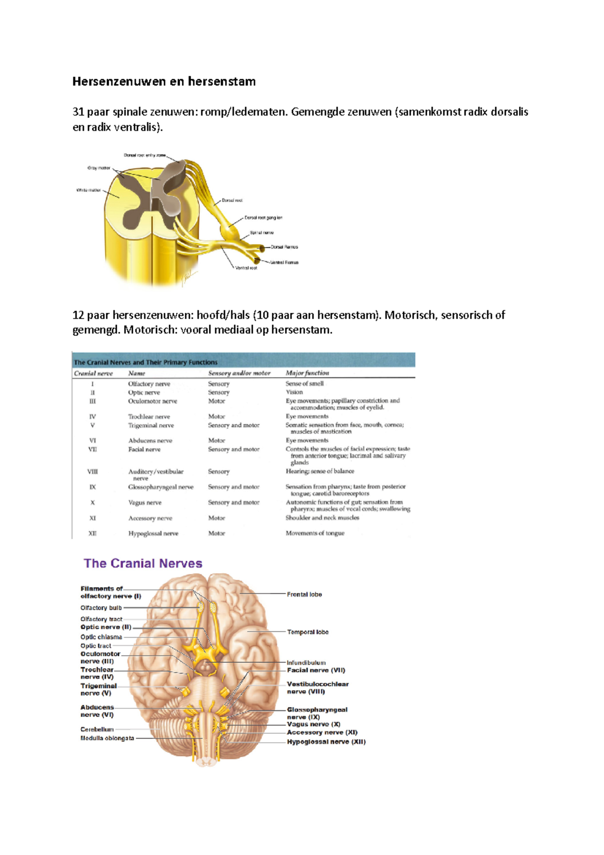 Week 3 opmerkingen en afbeeldingen - Hersenzenuwen en hersenstam 31 ...