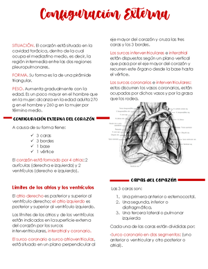 Corazon, configuracion interna - Configuración interna del corazón ...