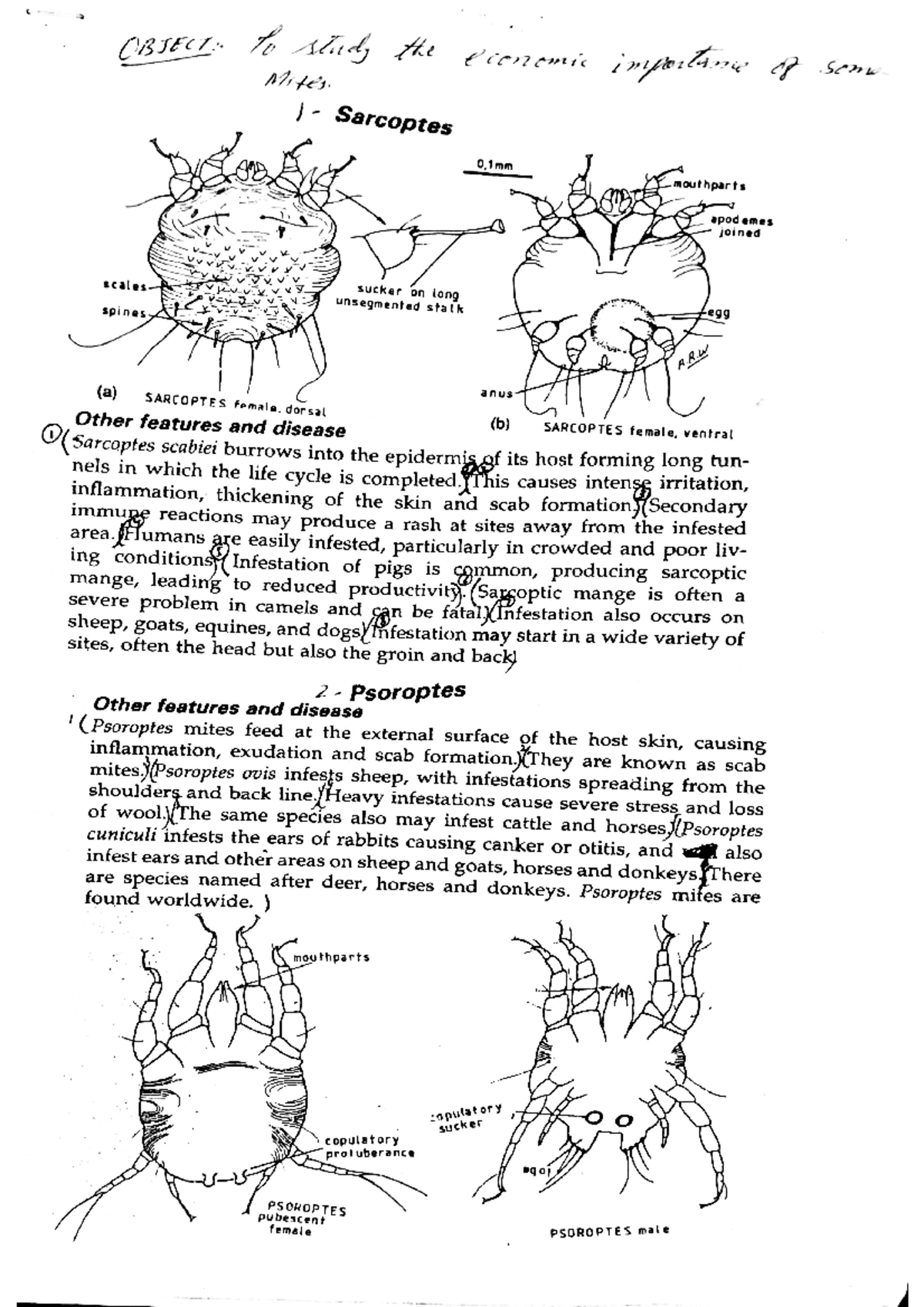 Mites & Ticks lab work - OBJECT: to study the economic importance of ...