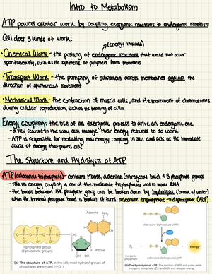 Bio 131 Ch 10 Meiosis Key Concepts - Ch 10 Meiosis Key concepts 10 ...