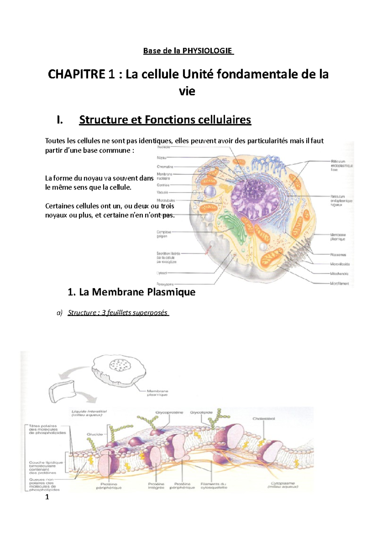 Chapitre 1 La cellule - Base de la PHYSIOLOGIE CHAPITRE 1 : La cellule ...
