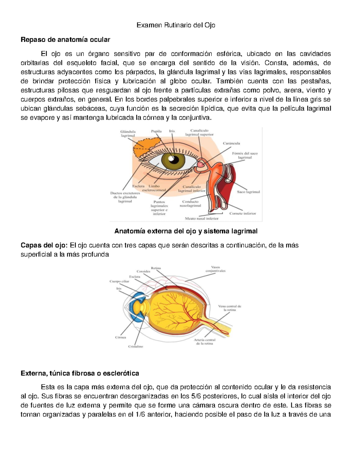 Examen fisico del ojo - semiología - Examen Rutinario del Ojo Repaso de anatomía ocular El ojo ...
