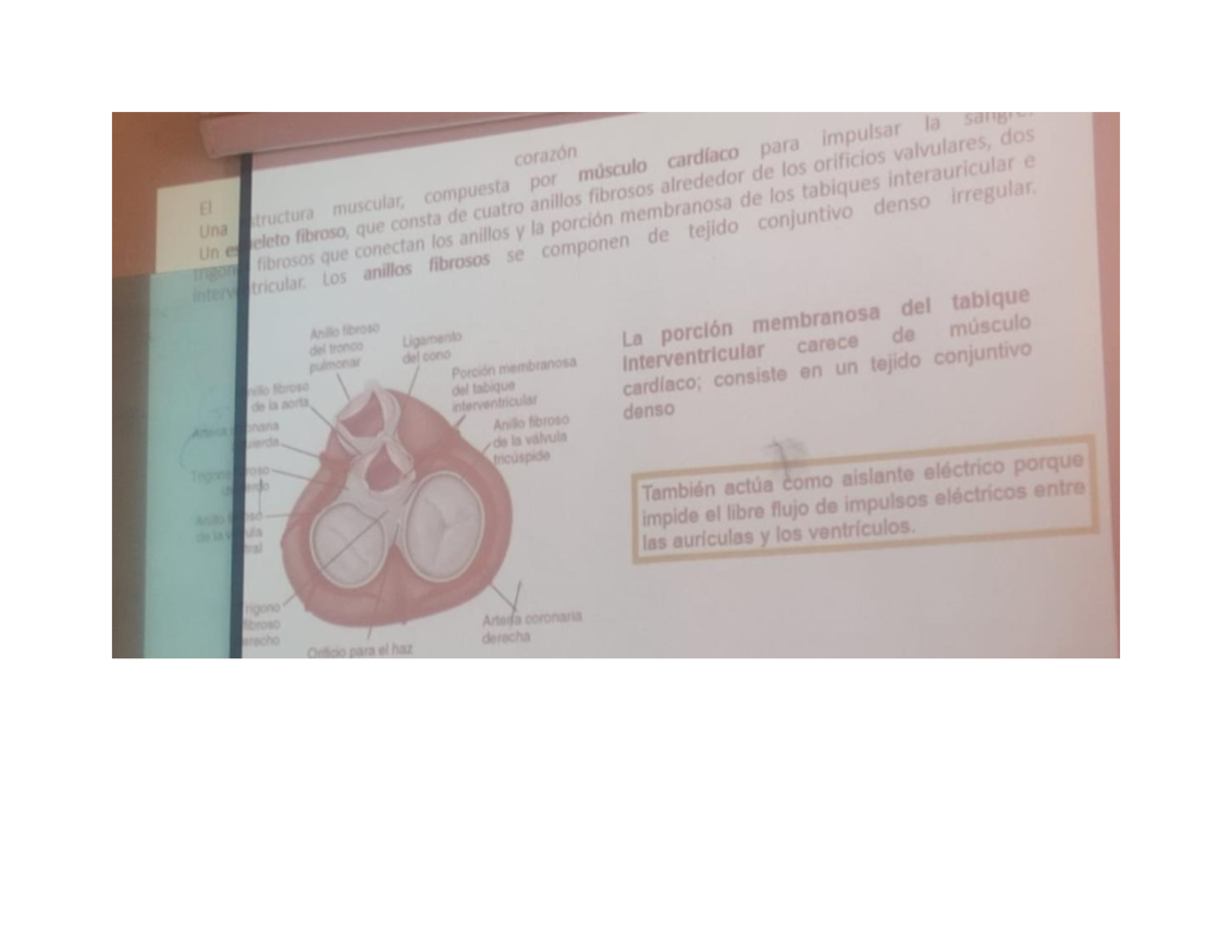 Sistema Circulatorio Diapos - Anatomía - Studocu