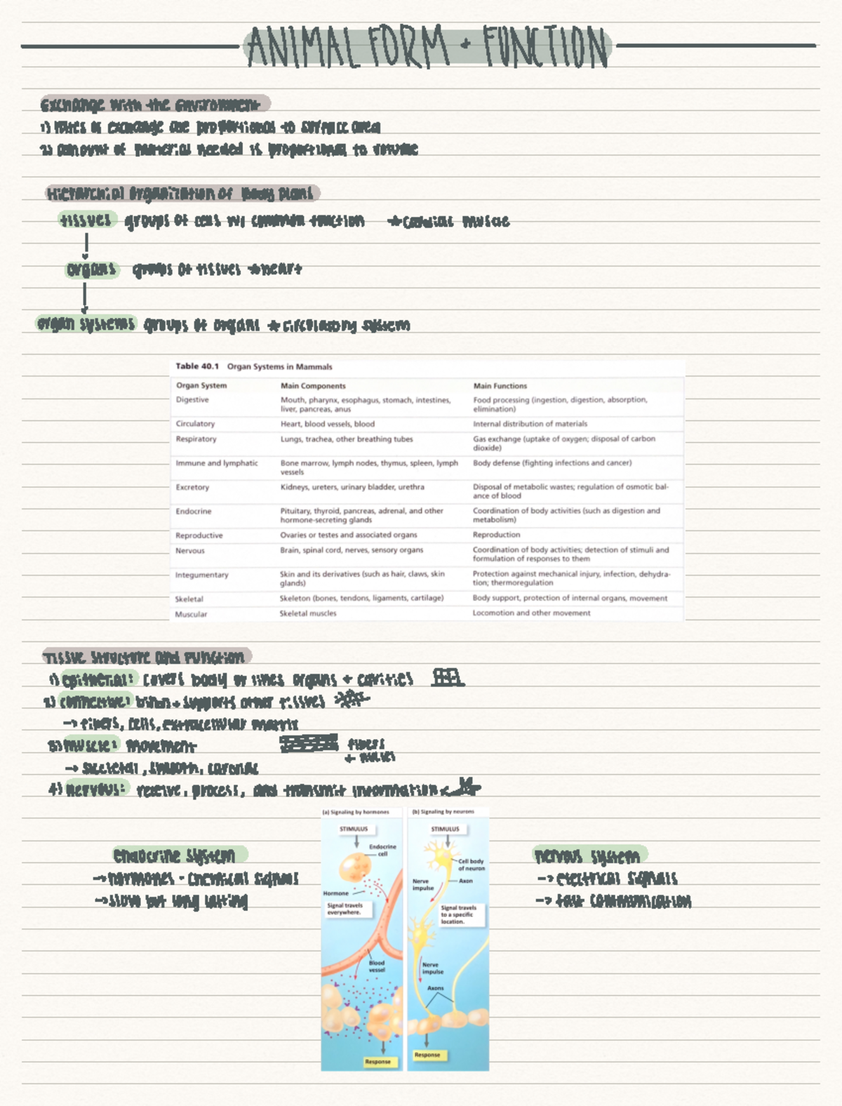 Animal form and function - ANIMALFORM FUNCTION Exchange with ...