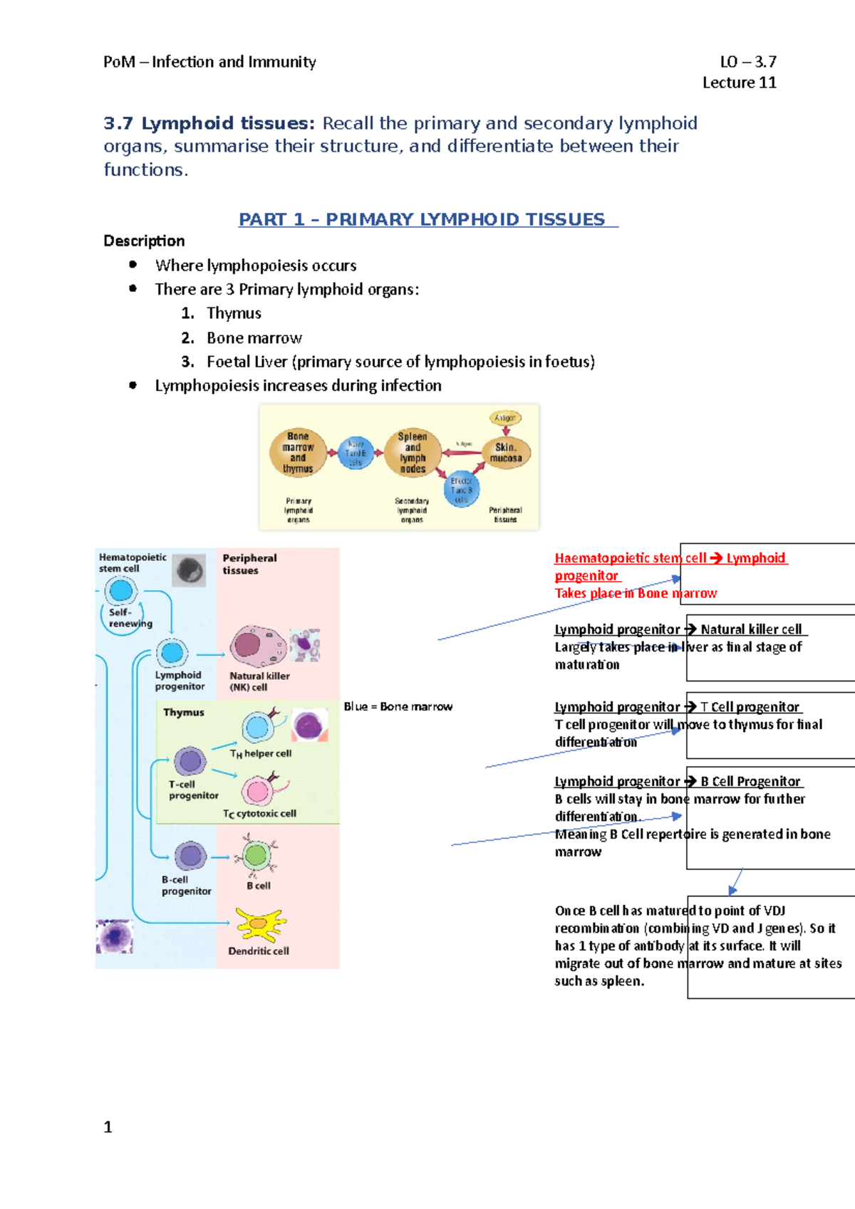 3.7 Lymphoid Tissues - Lecture 11 3 Lymphoid tissues: Recall the ...