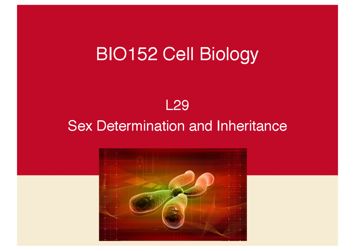 Lecture 29 Sex Determination And Inheritance Bio152 Cell Biology L