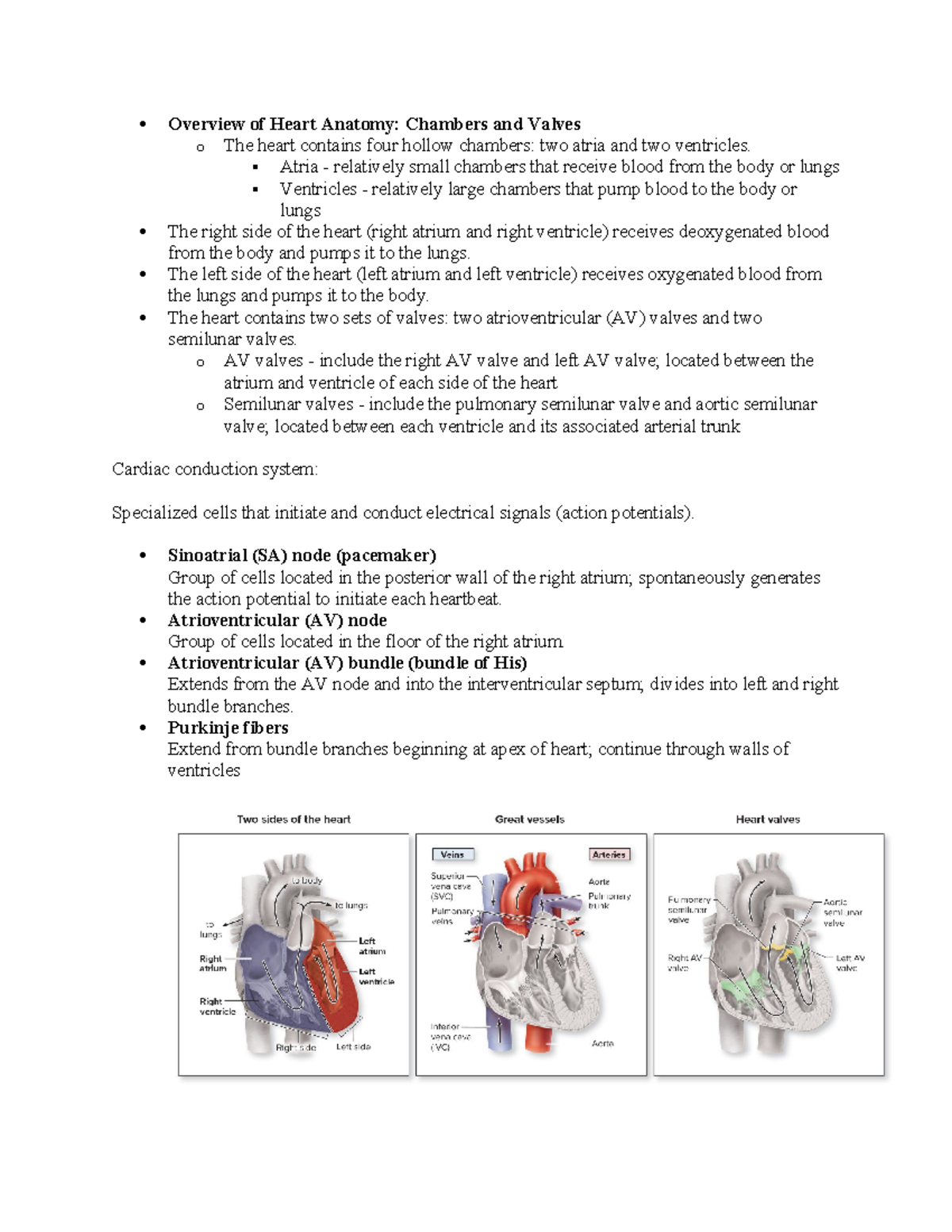 Cardiac Cycle Overview Lab Summary - Overview of Heart Anatomy ...