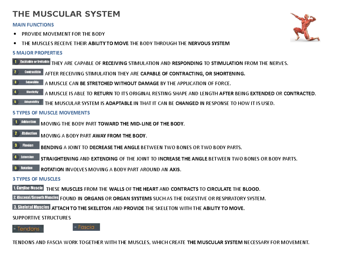 The Muscular System Facts 2022 - THE MUSCULAR SYSTEM MAIN FUNCTIONS ...
